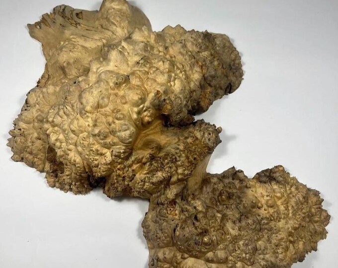 Maple Burl Wood. Big Leaf Maple Burl Resin Slab. Live Edge Wood. Burl ...