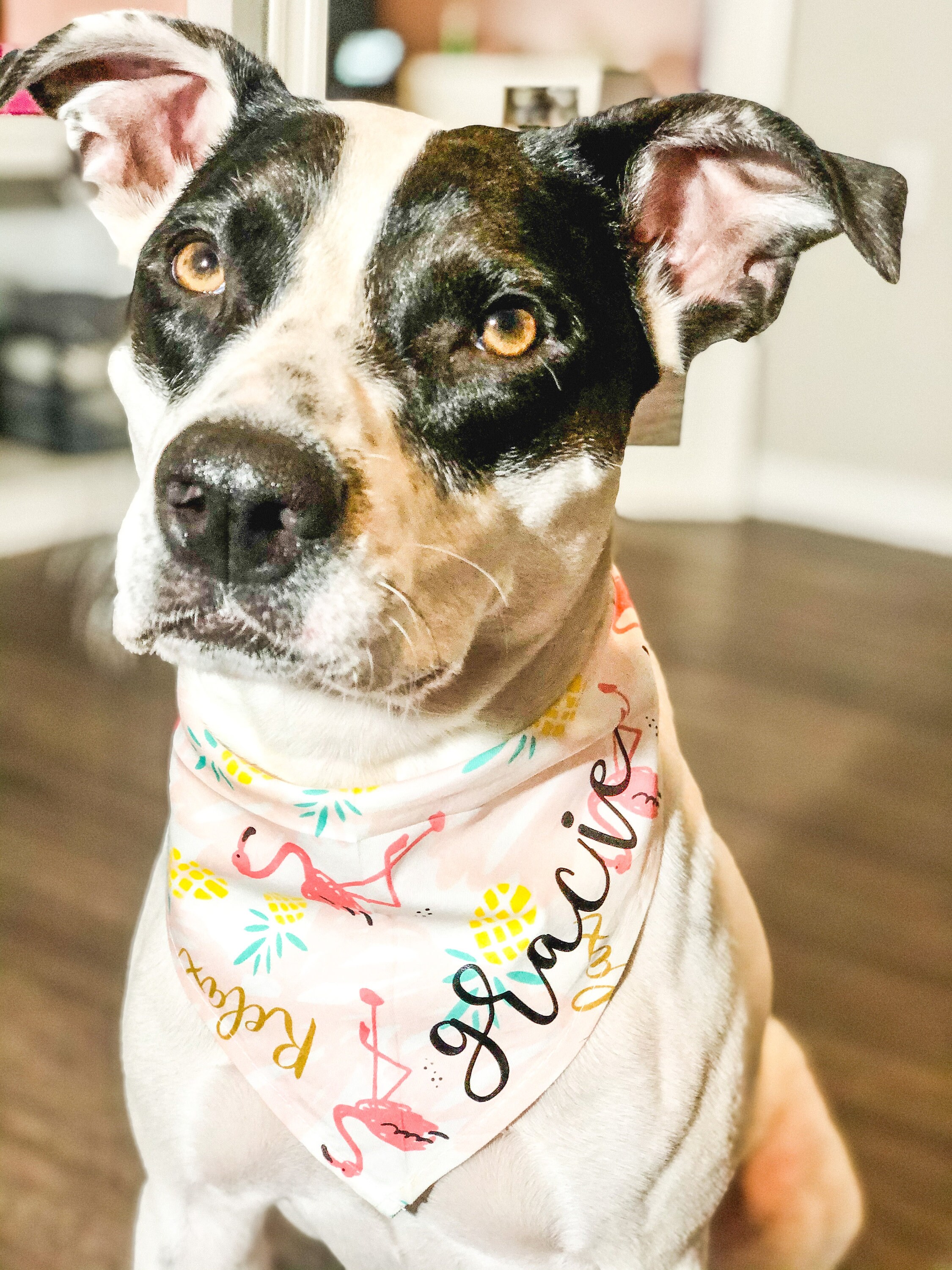 Personalized Dog Bandana Pet Bandana Watermelon Print - Etsy