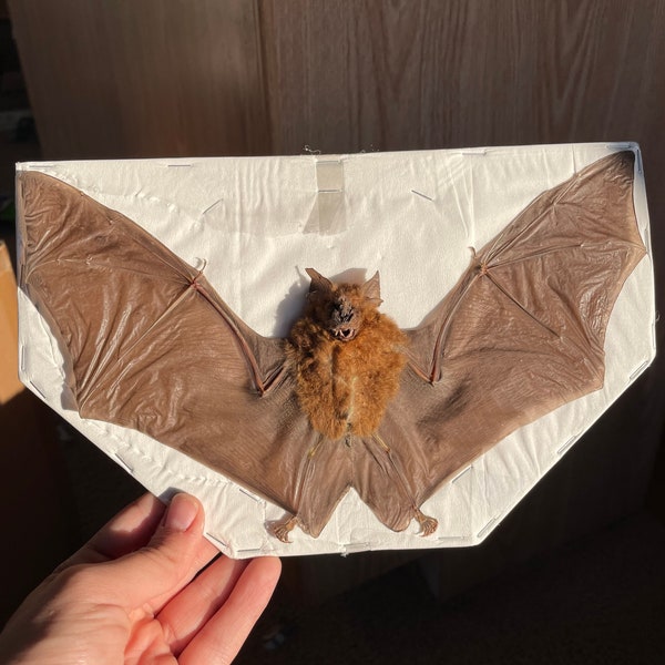 Bat Taxidermy - Etsy