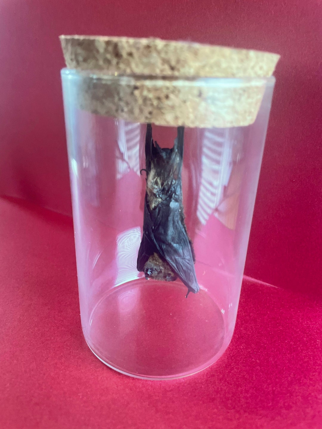 Real Java Pipistrelle Hanging Bat Taxidermy Jar - Etsy