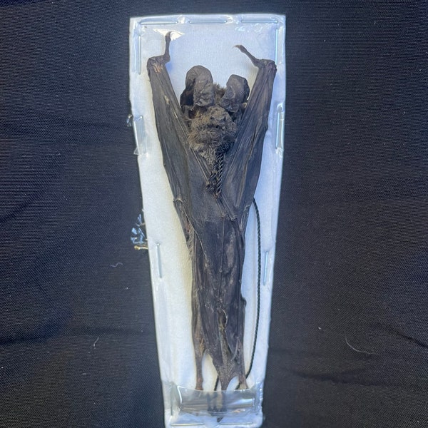 Bat Taxidermy - Etsy