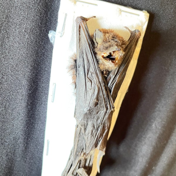 Bat Taxidermy - Etsy