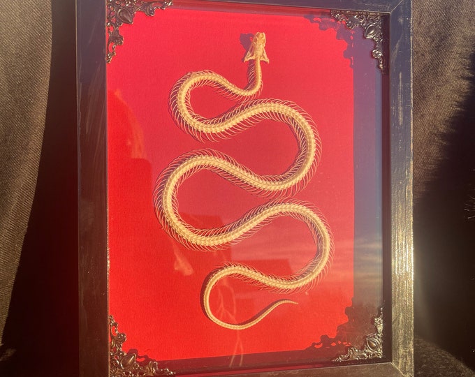 Real White Lipped Viper Snake Skeleton Taxidermy 8x10 - Etsy