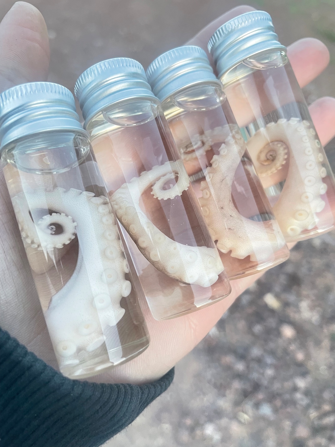 Octopus Tentacle Specimens - Etsy