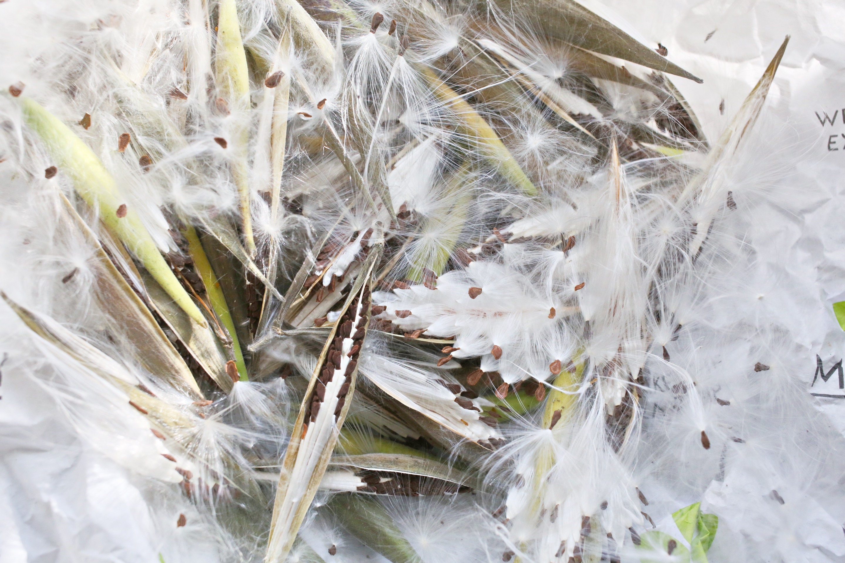Tweedia Blue oxypetalum Coeruleum Southern Star Heavenly Blue Milkweed ...