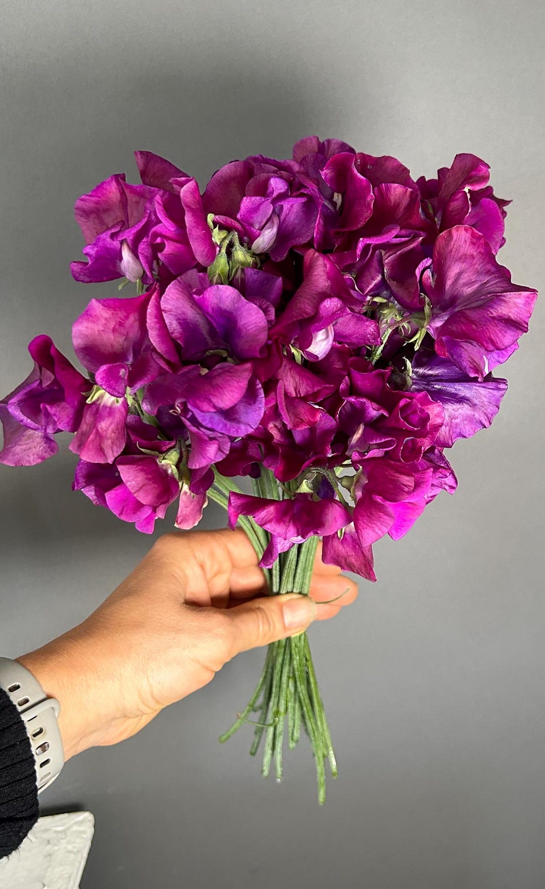 Organic Sweet Peas Zinfandel - Deep Violet Color - 25 Seeds - Etsy