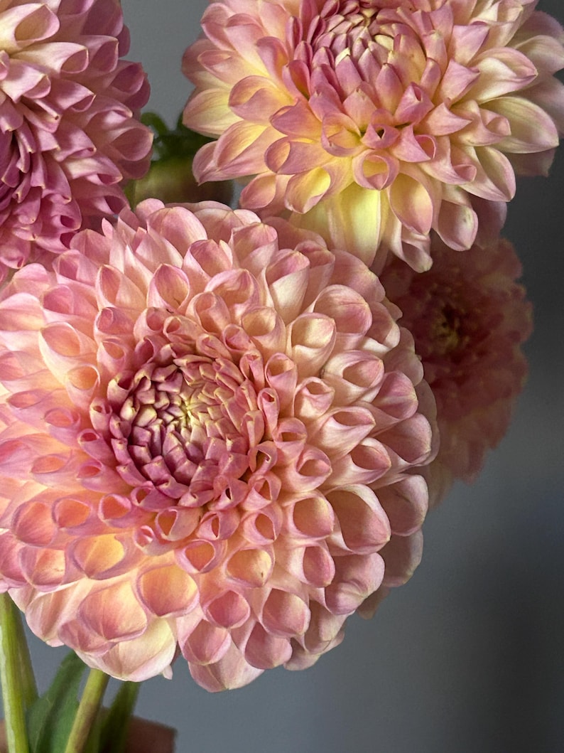 Dahlias Clearview Peachy Tuber- Peach With Yellow - Etsy