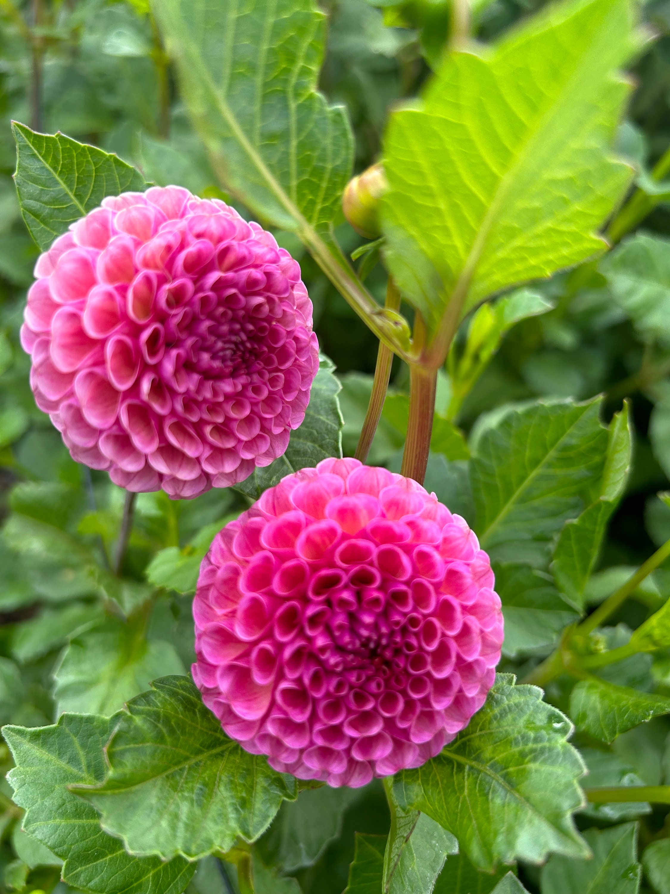 Dahlia Tubers Koko Puff Preorders - Etsy