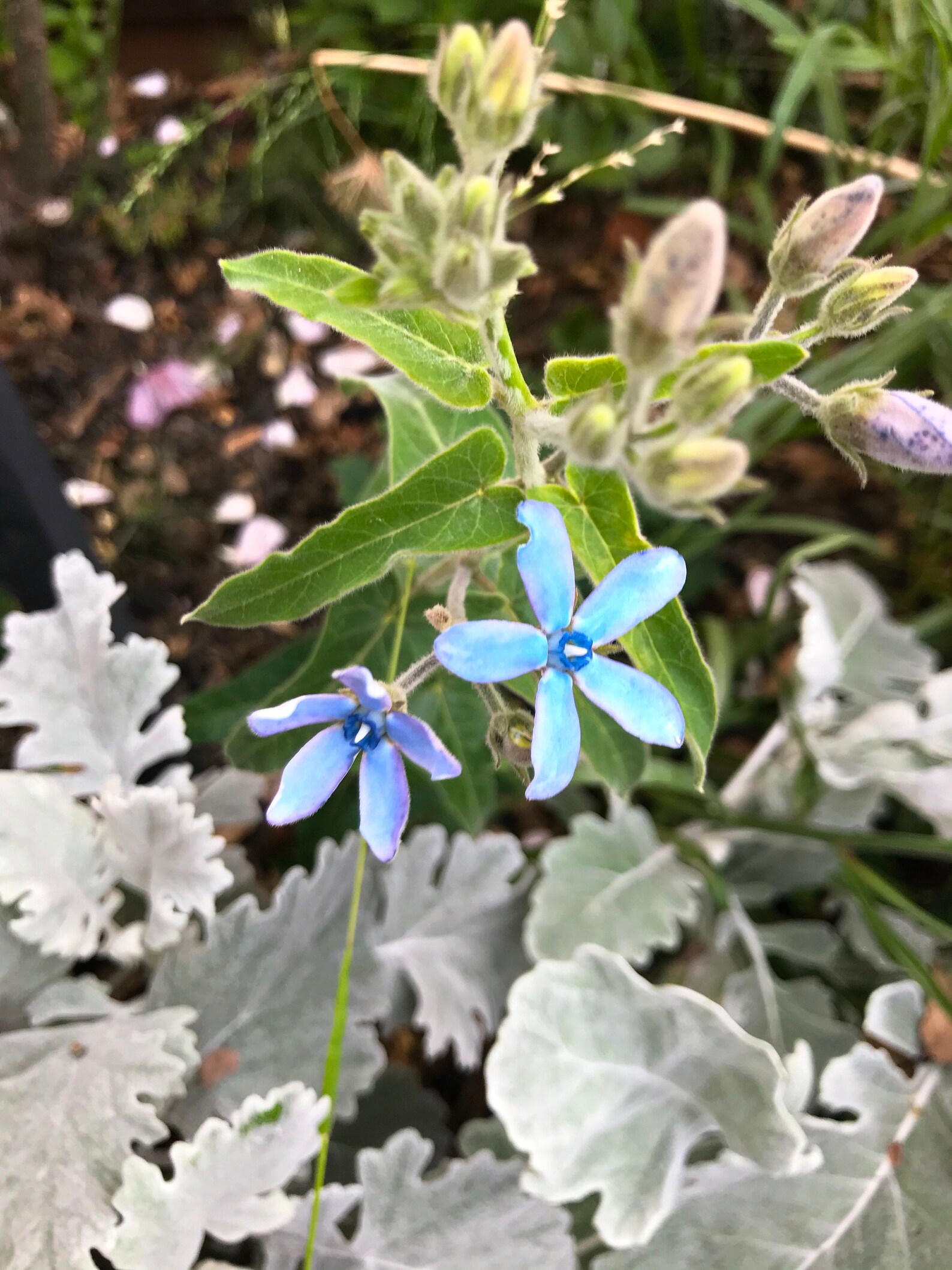 Tweedia Blue oxypetalum Coeruleum Southern Star Heavenly Blue Milkweed ...