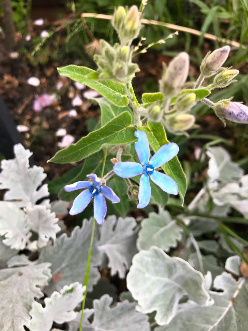 Tweedia Blue oxypetalum Coeruleum Southern Star Heavenly Blue Milkweed ...