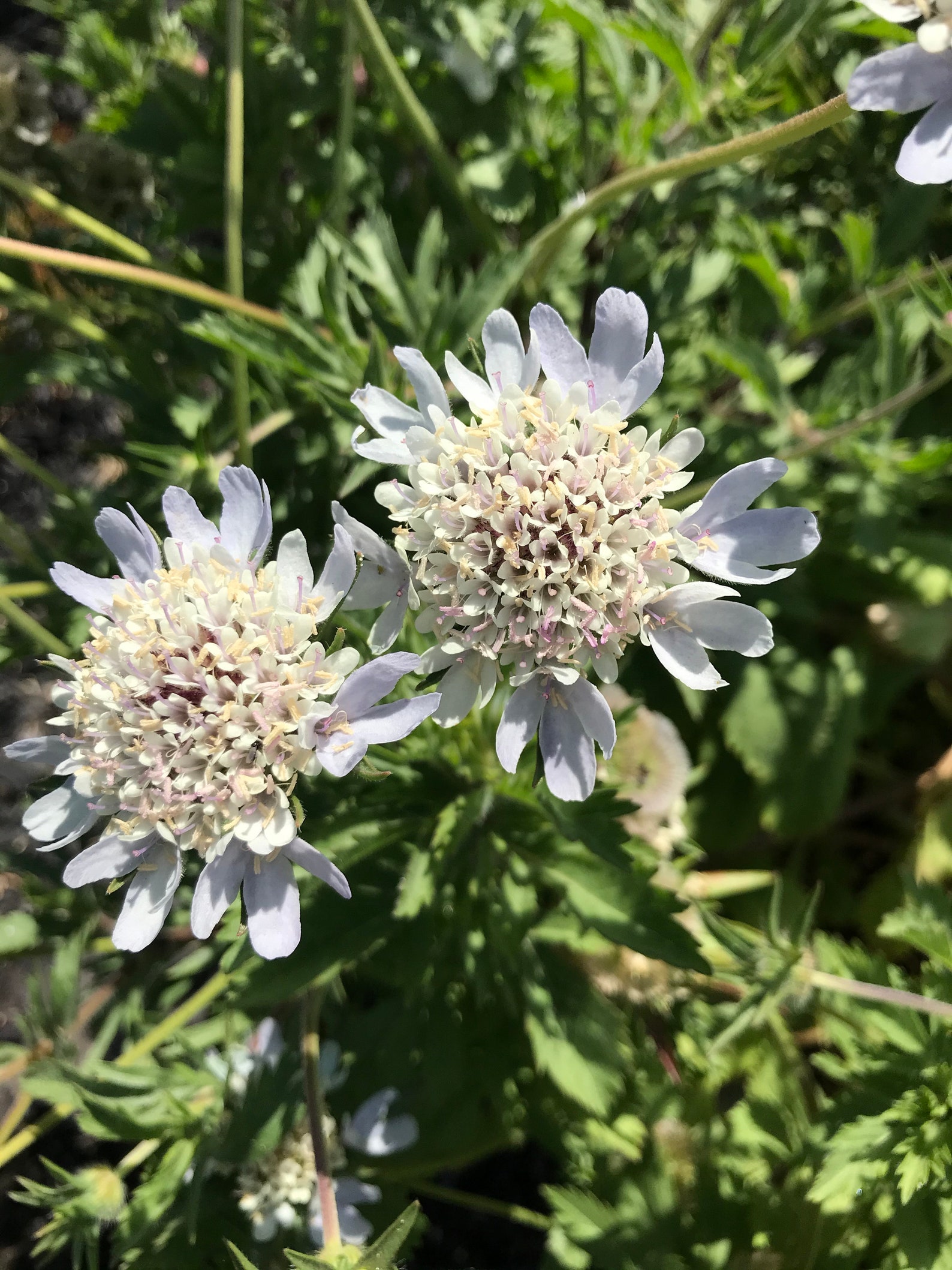 Scabiosa Drumstick Starflower Seeds Scabiosa Stellata - Etsy