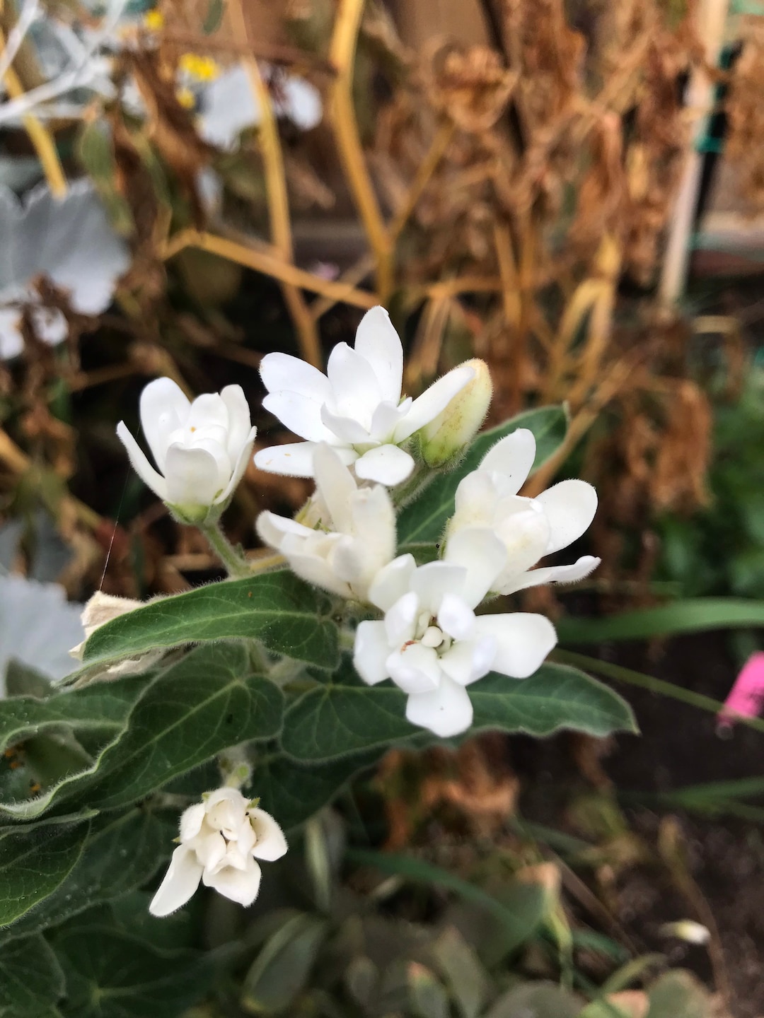 Tweedia White Double WHITE Milkweed oxypetalum Coeruleum - Etsy