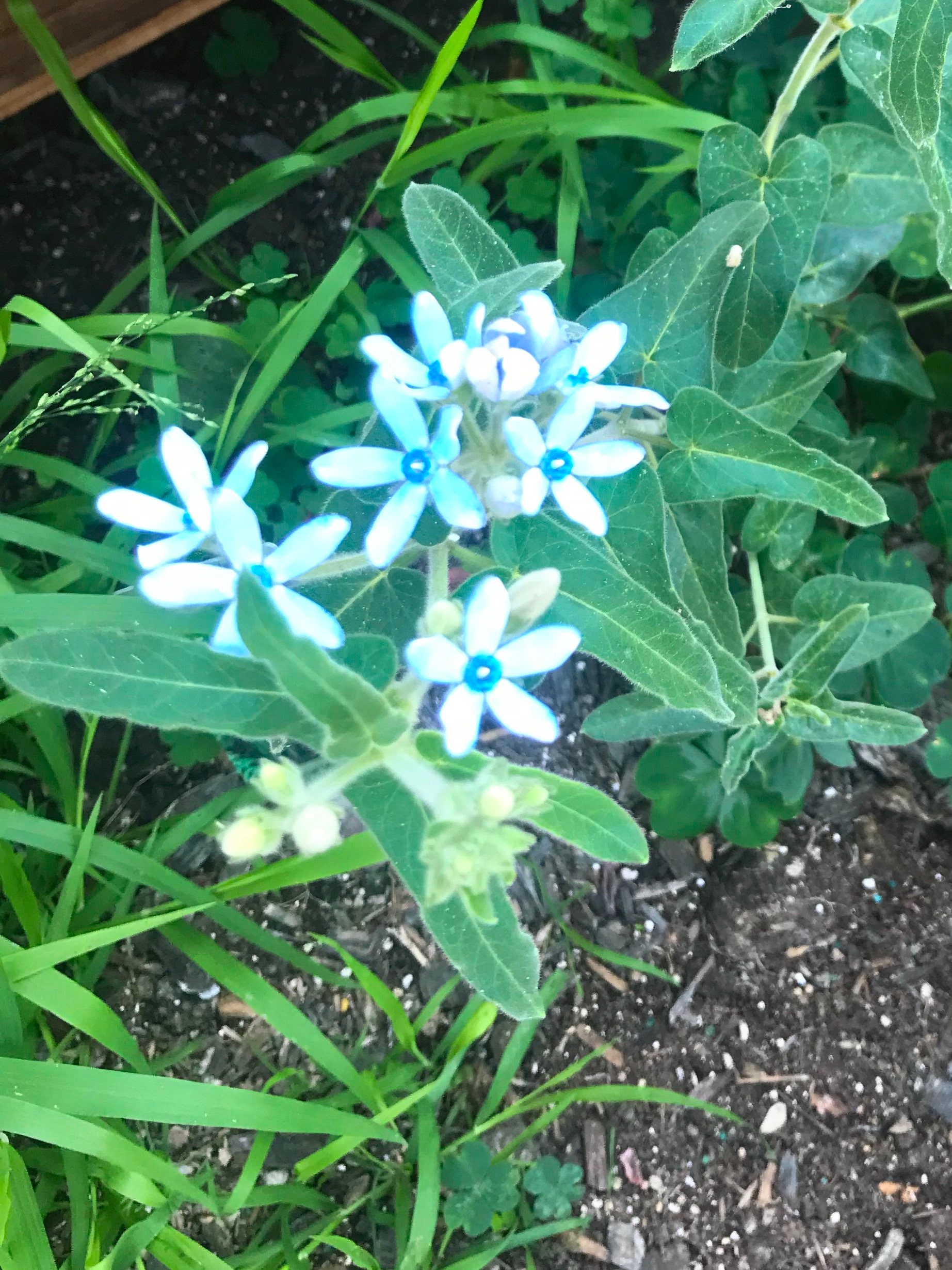 Tweedia Blue oxypetalum Coeruleum Southern Star Heavenly Blue Milkweed ...