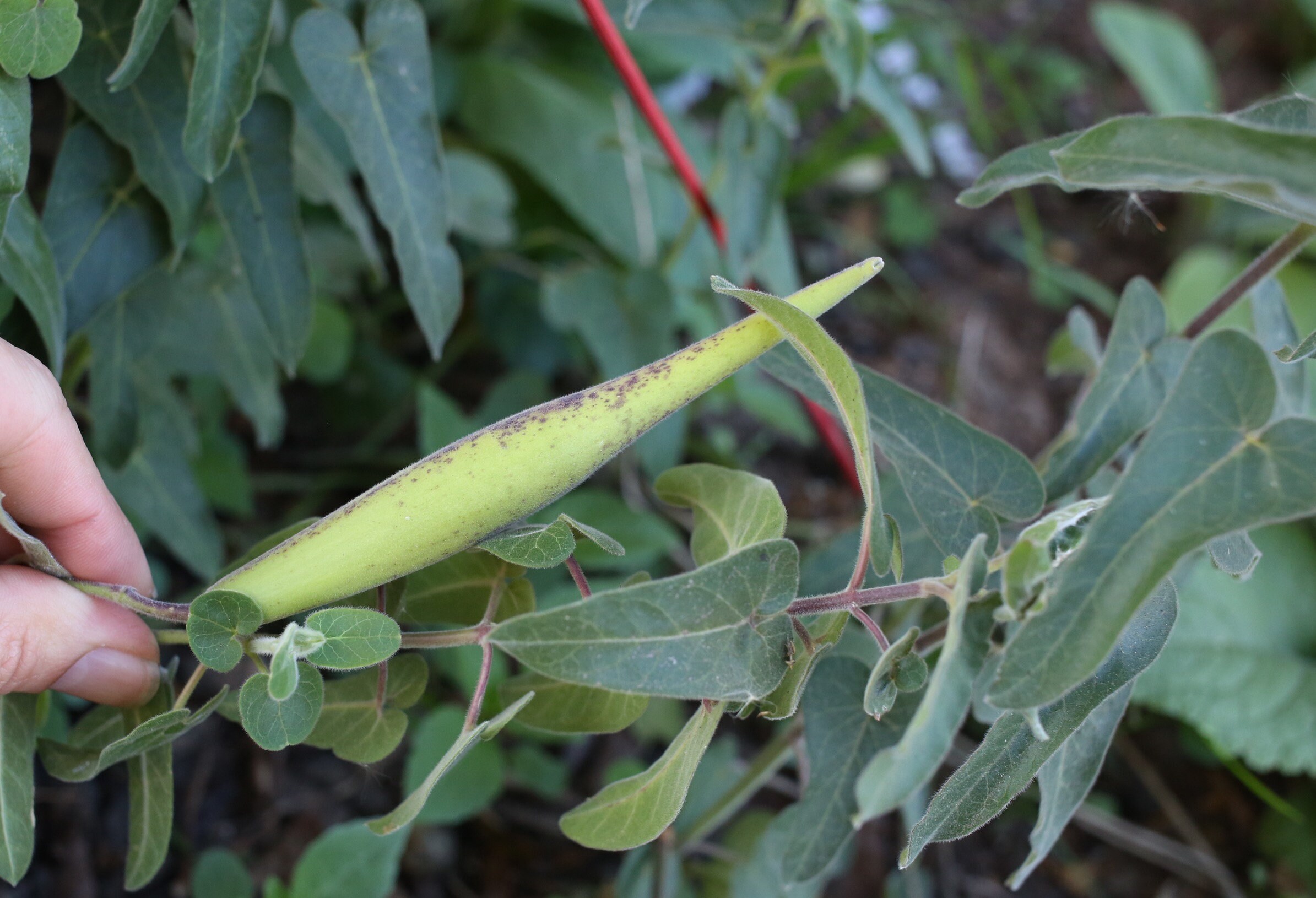 Tweedia Blue oxypetalum Coeruleum Southern Star Heavenly Blue Milkweed ...