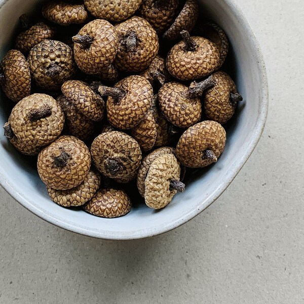 Acorn Caps - Etsy