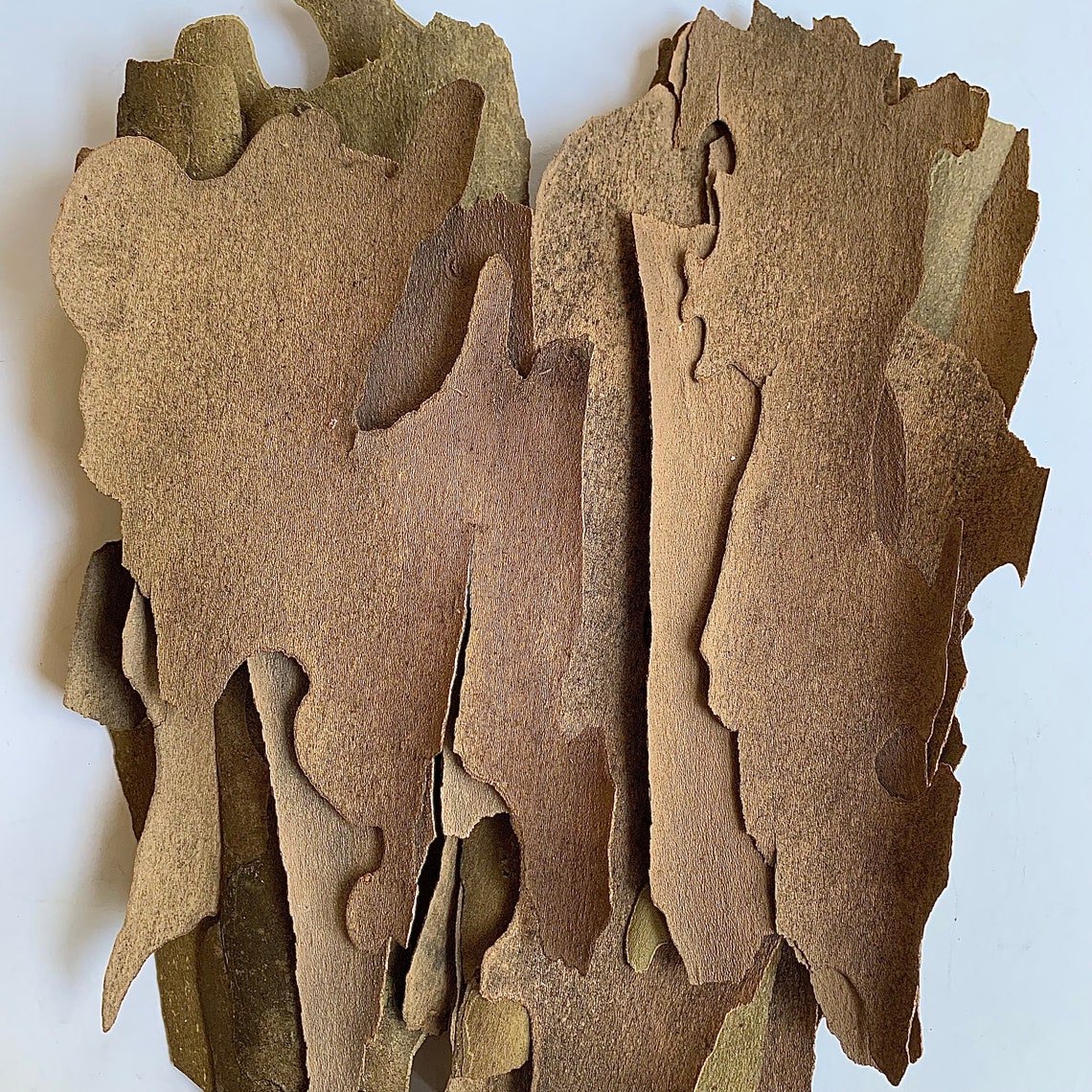 12 Piece Sycamore Tree Bark Size: Large Sold Out - Etsy