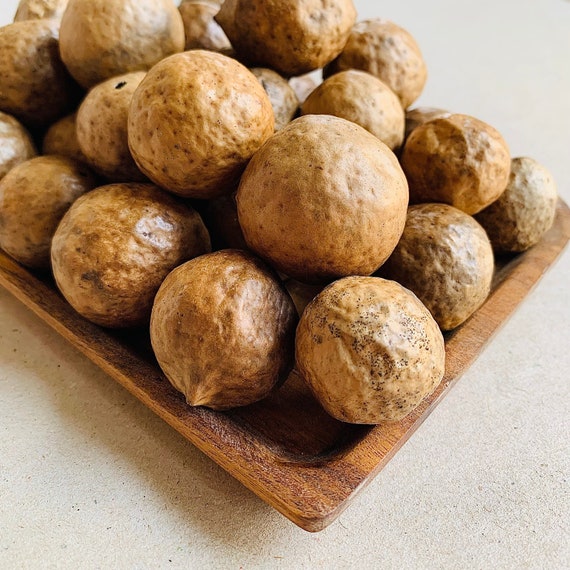 Floral Arrangements craft material oak tree, natural Oak Gall apples 12 ...