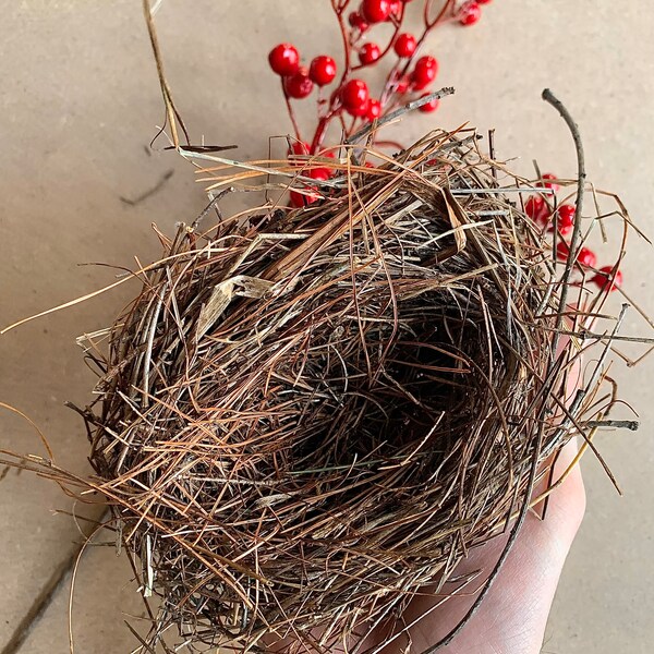 Real Birds Nest - Etsy