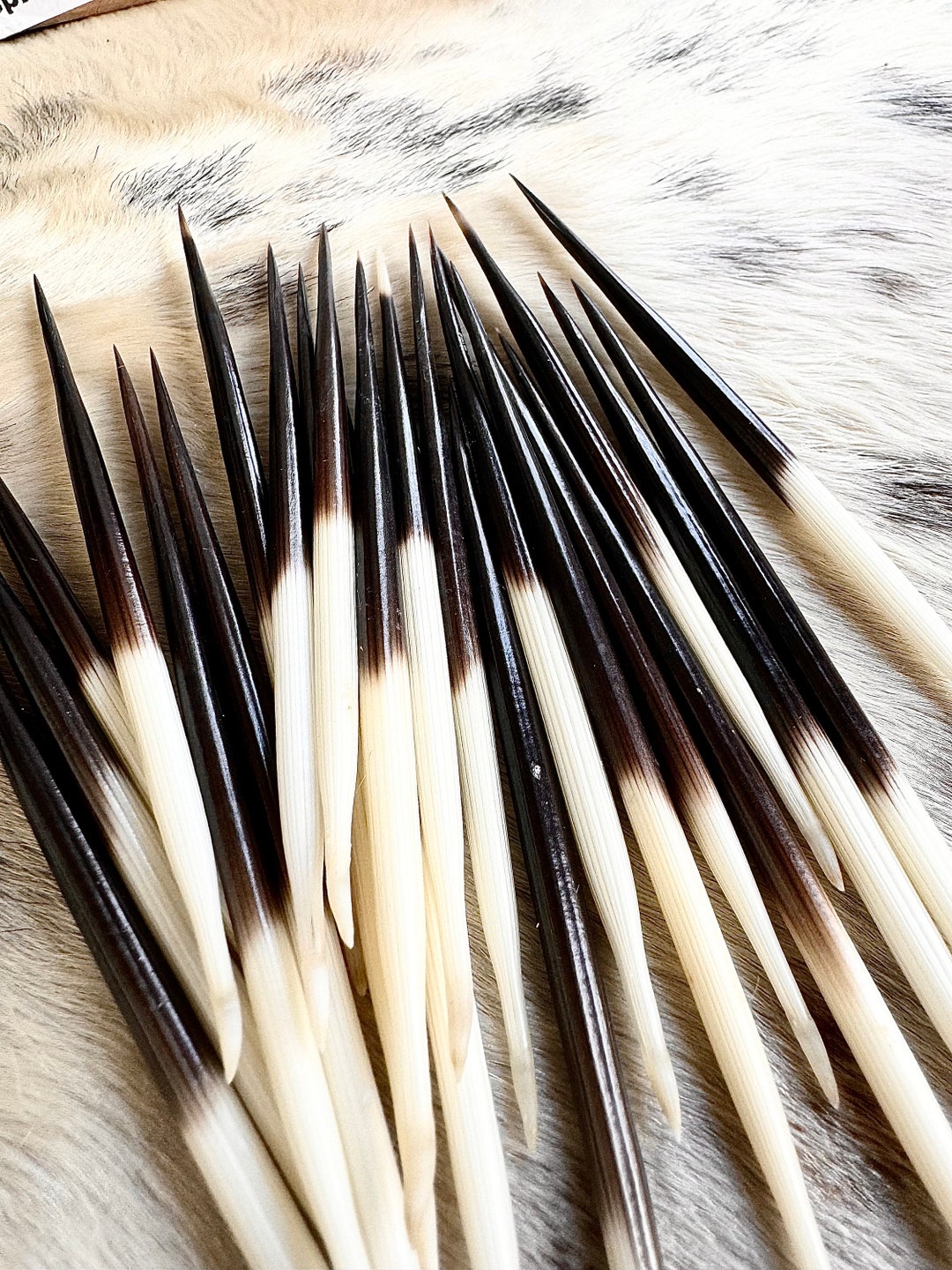 5-piece, Authentic African Porcupine Quills, 5-5.5 Medium Quills, Quill ...