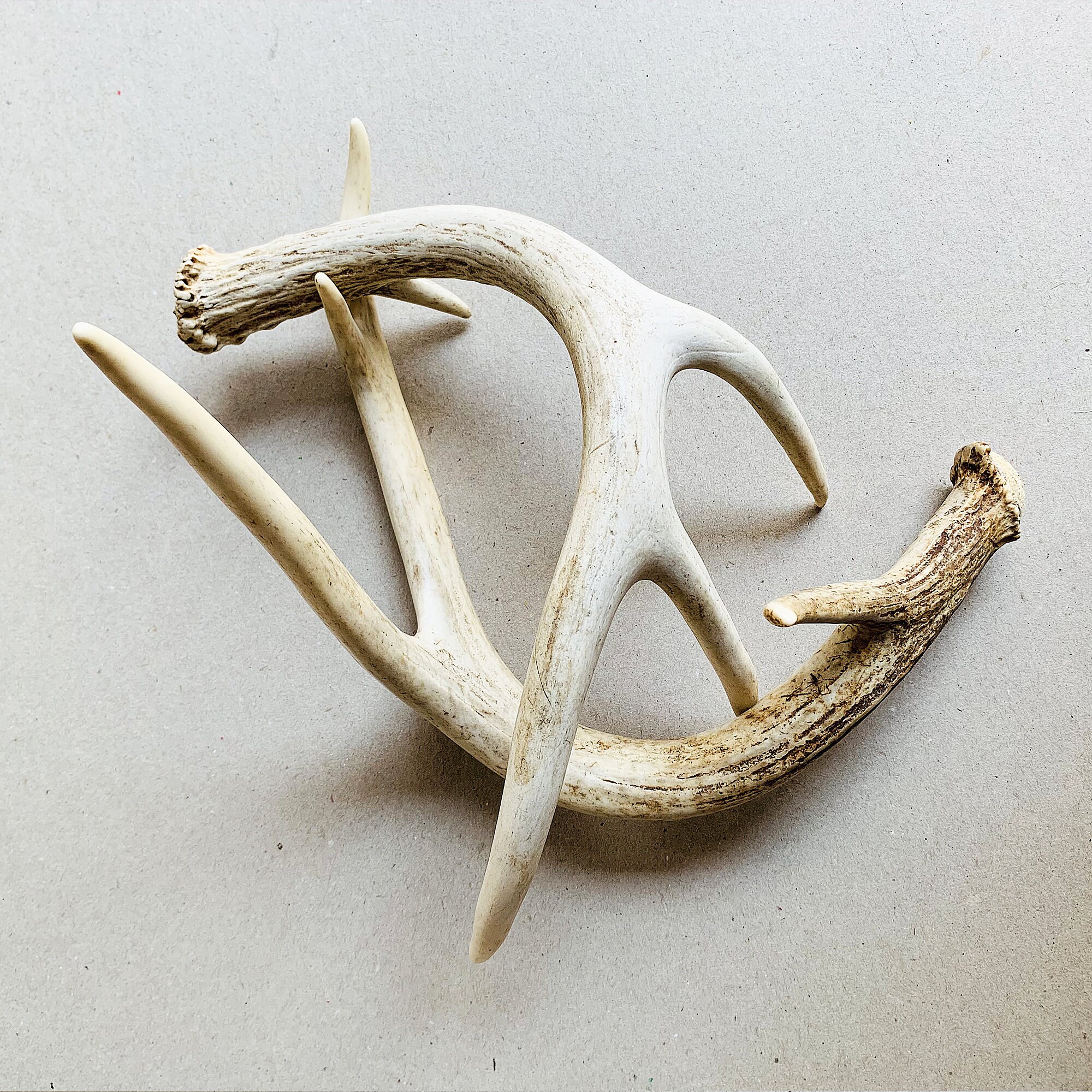 Deer Antlers Pair Table Top Decor 2-Piece | Etsy