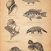 Digital Vintage Ephemera, Printable Animals Ephemera, Natural History ...