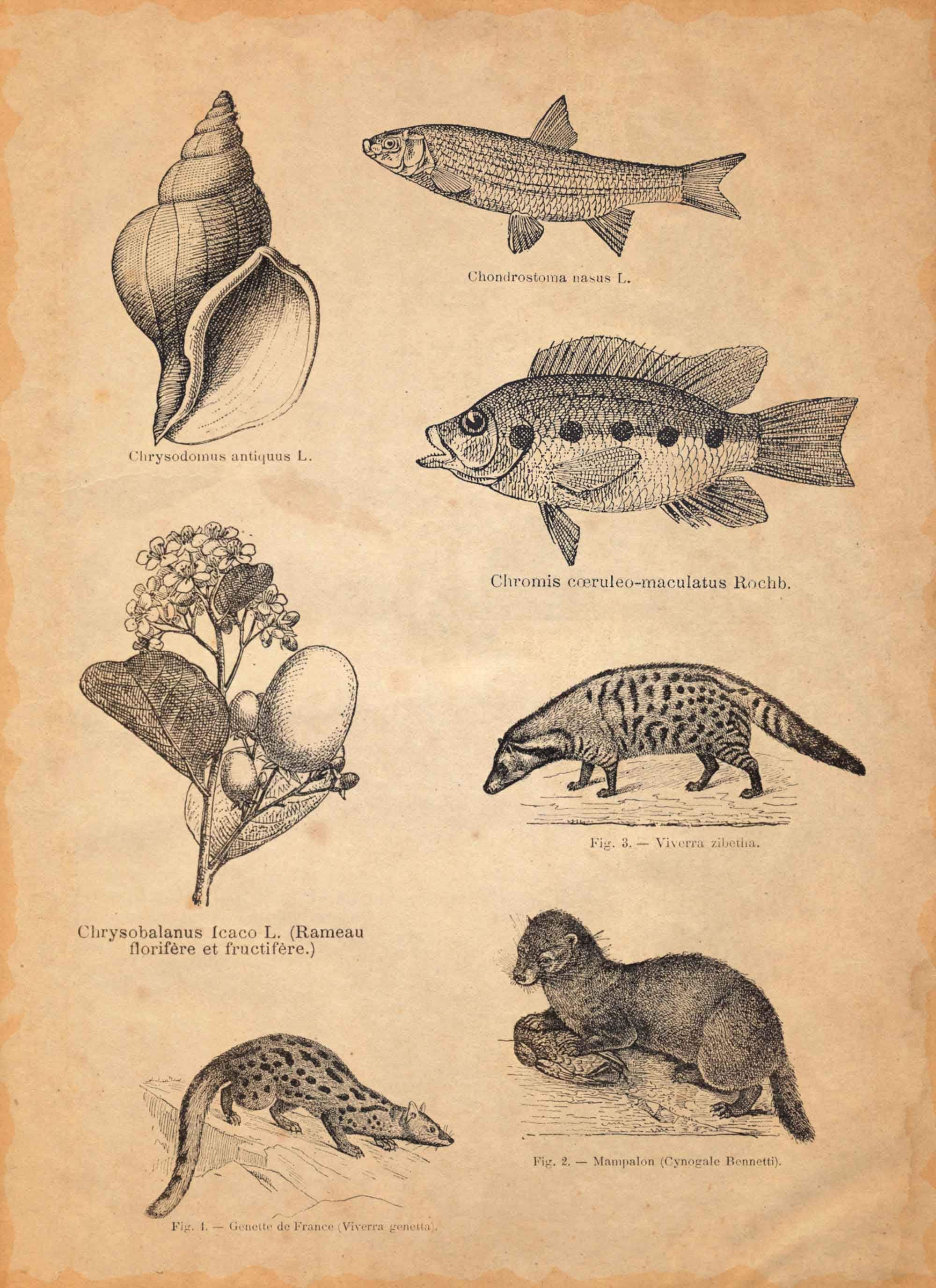 Digital Vintage Ephemera, Printable Animals Ephemera, Natural History ...