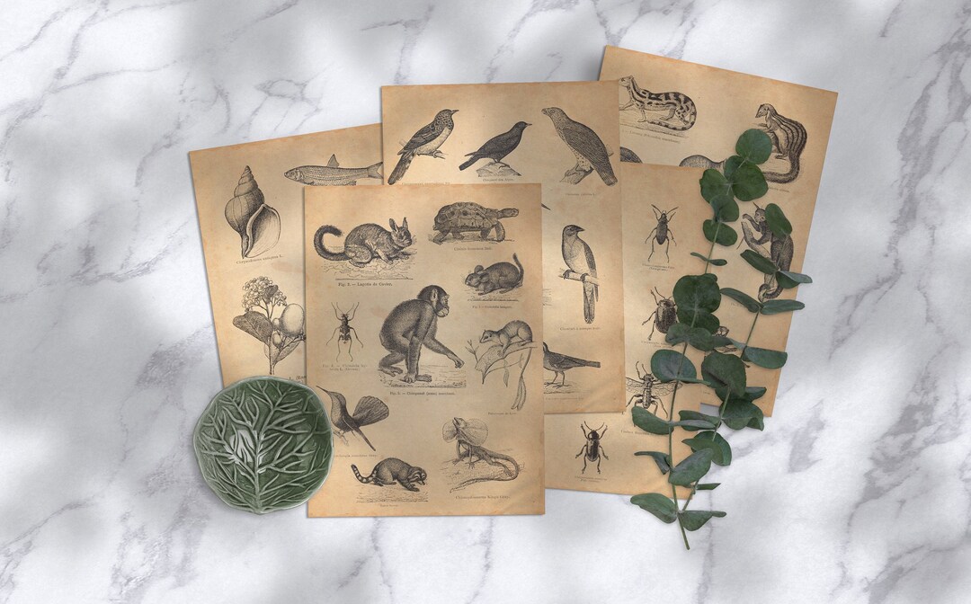 Digital Vintage Ephemera, Printable Animals Ephemera, Natural History ...