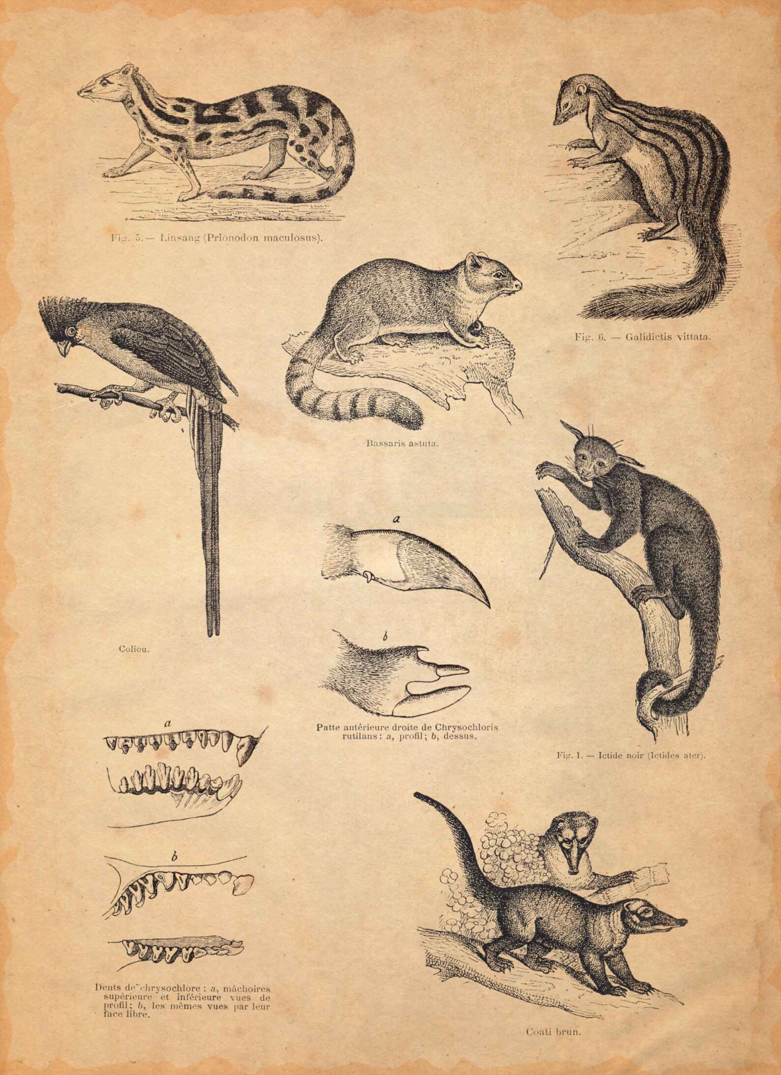 Digital Vintage Ephemera, Printable Animals Ephemera, Natural History ...