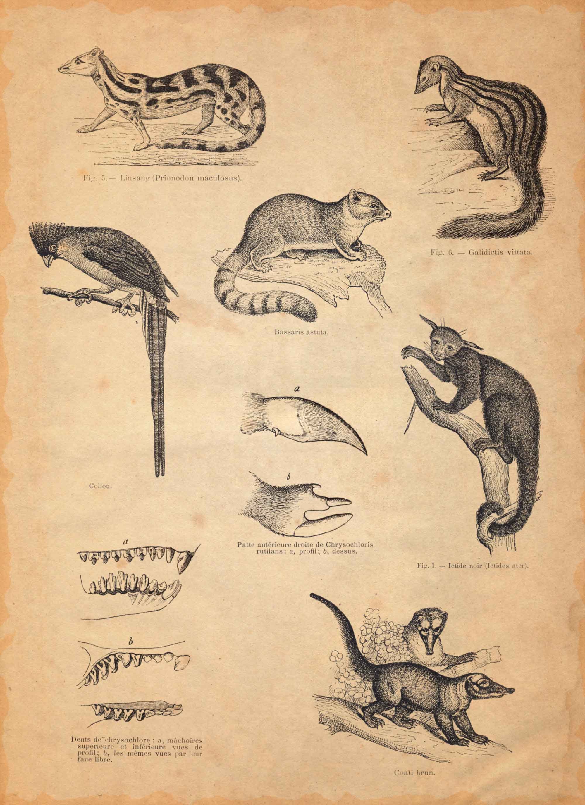 Digital Vintage Ephemera, Printable Animals Ephemera, Natural History ...