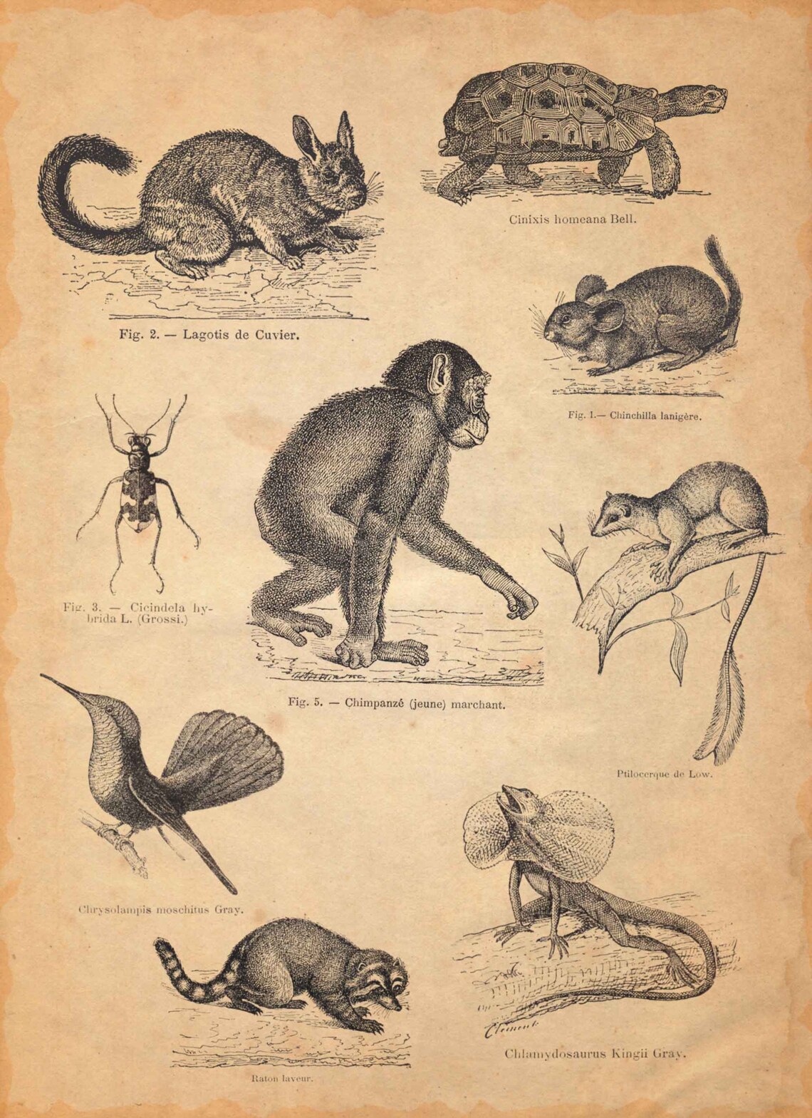 Digital Vintage Ephemera Printable Animals Ephemera Natural | Etsy