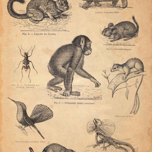 Digital Vintage Ephemera, Printable Animals Ephemera, Natural History ...