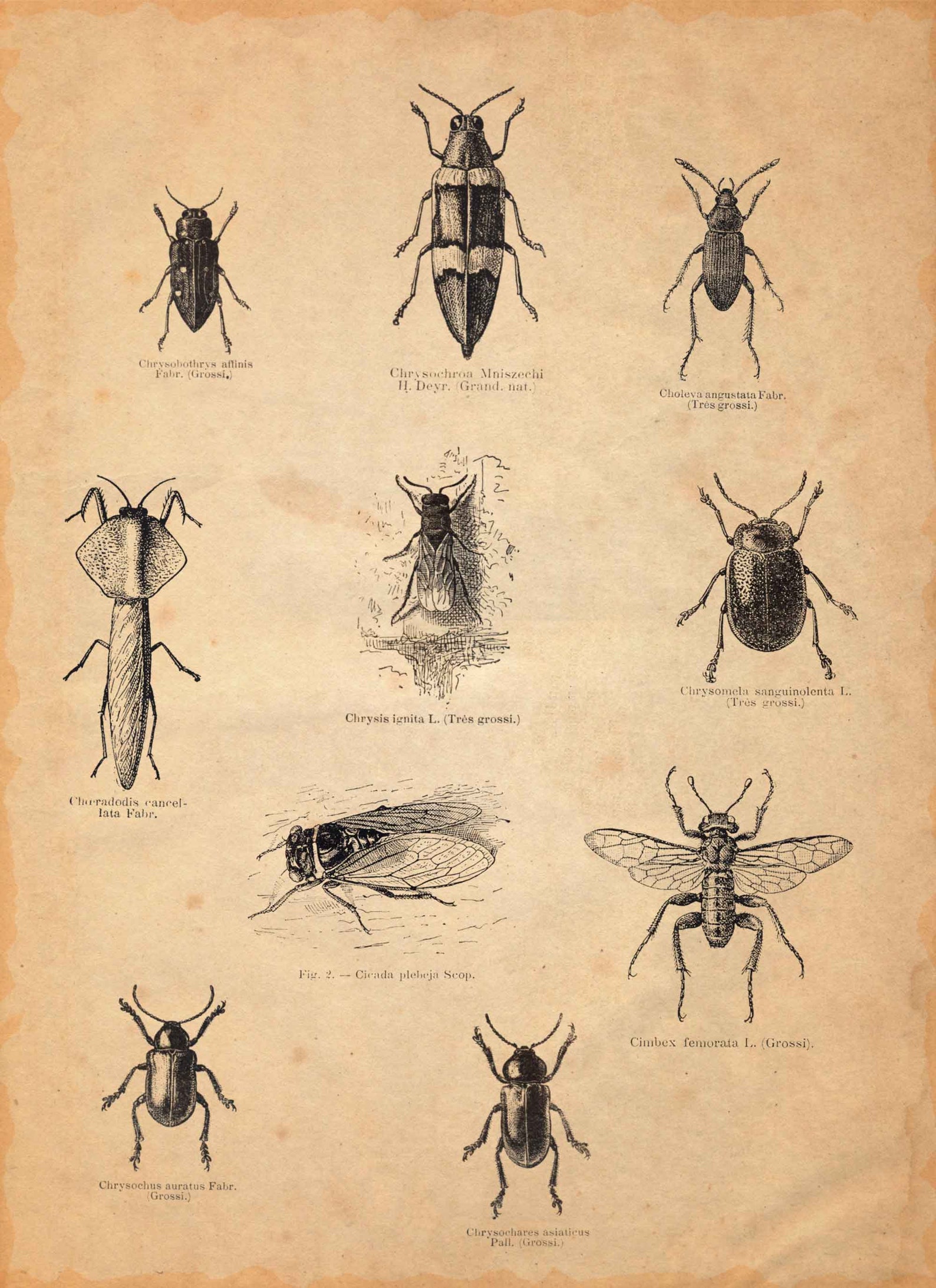 Digital Vintage Ephemera, Printable Animals Ephemera, Natural History ...