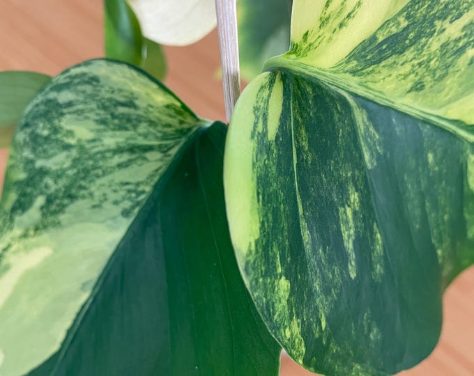 Variegated Monstera Deliciosa Large Form -- a Variegata Monstera Aurea ...