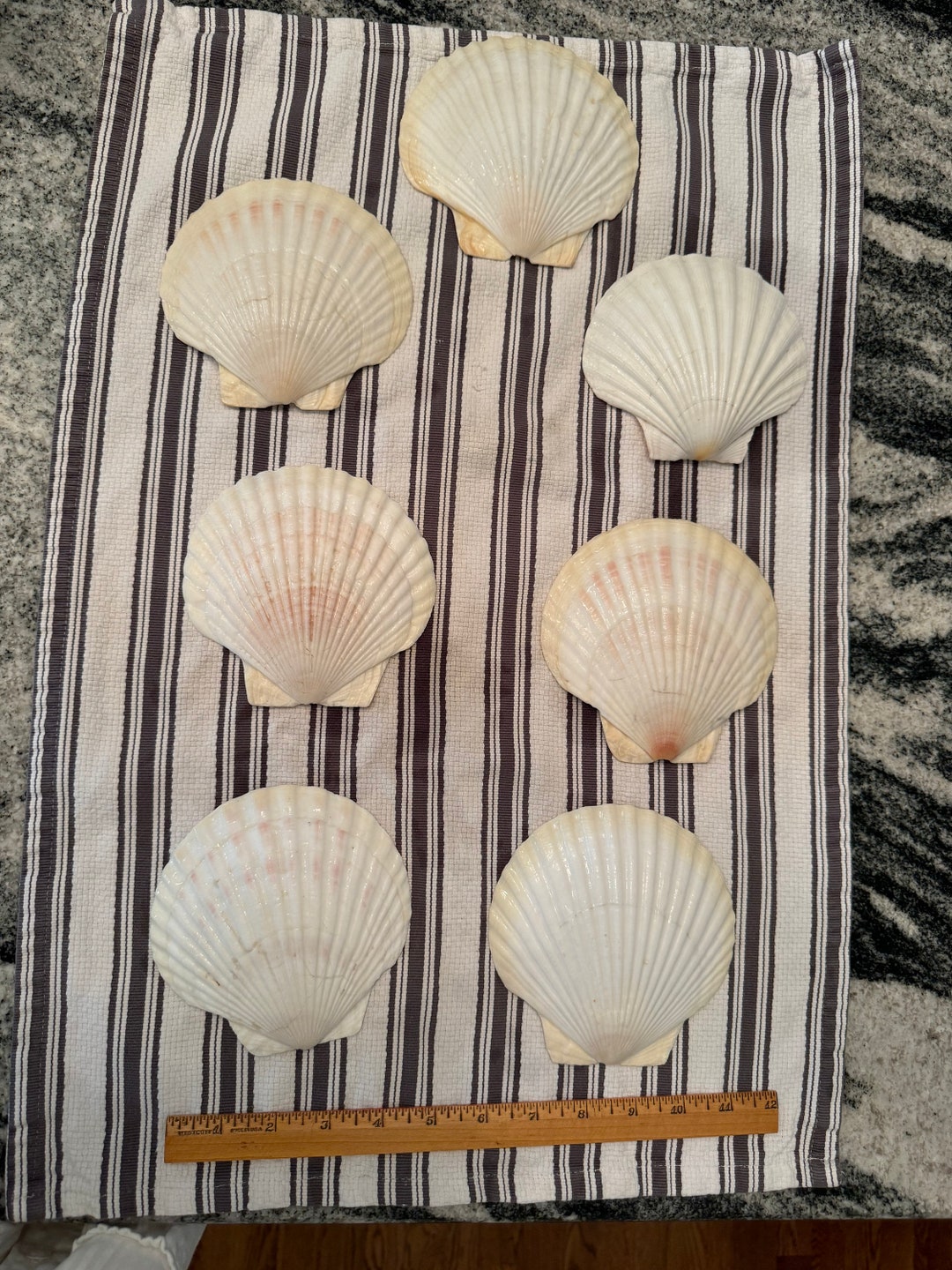 Set of 7 Real Sea Shells Used as Serving Plates - Etsy
