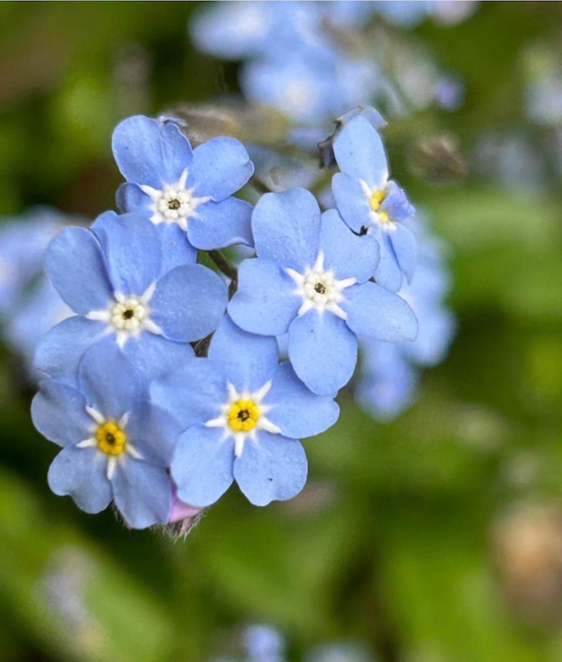 Woodland Forget-me-not Flowers. Art Photo Print. Original Unfiltered ...