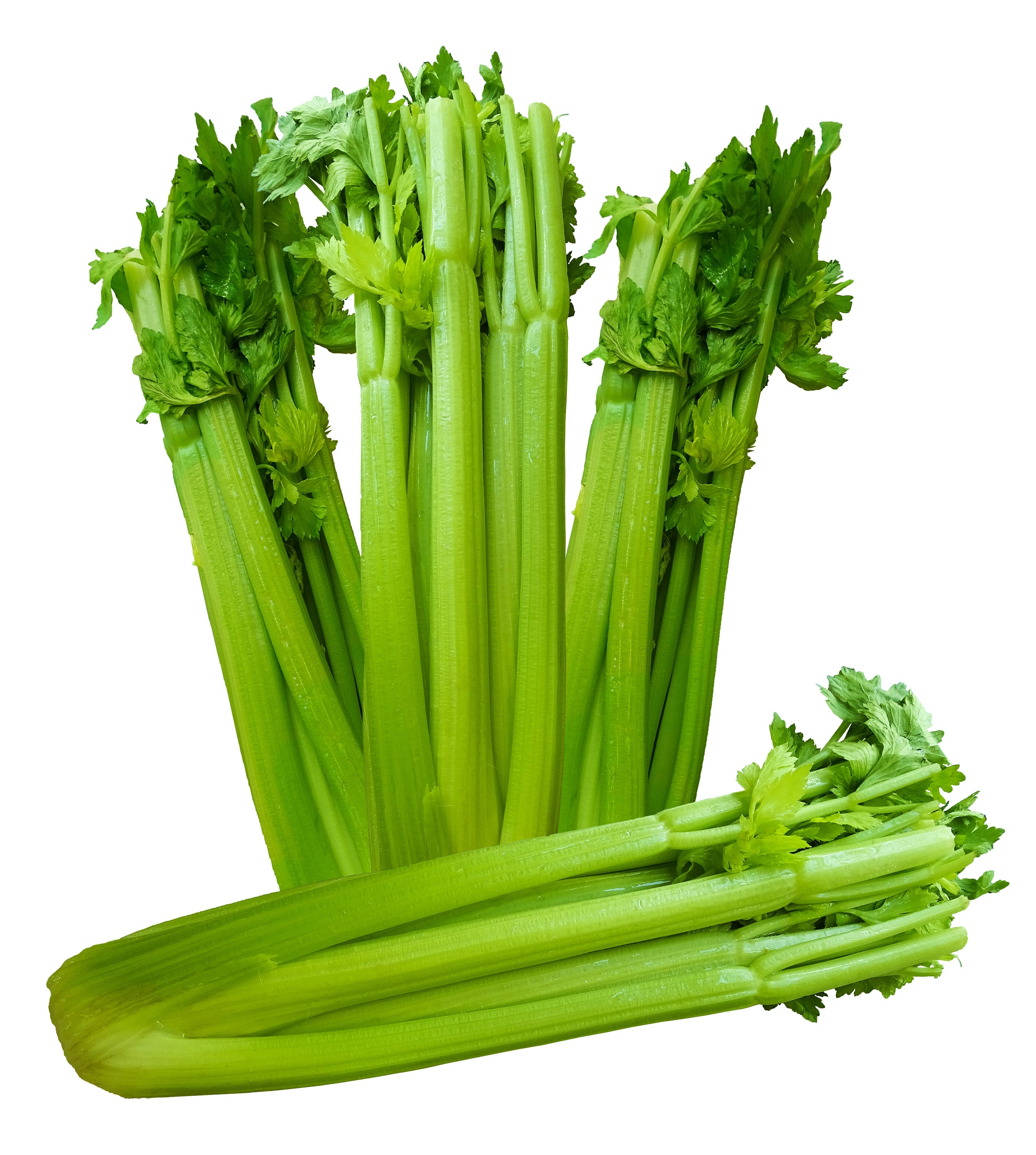 Green Celery Sticks.long Stalks of Celery With Few Leaves on Top ...