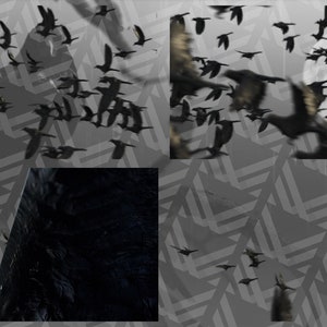 ANIMATED PACKAGE | Crow Overlay | Starting | BRB | Ending | Offline ...