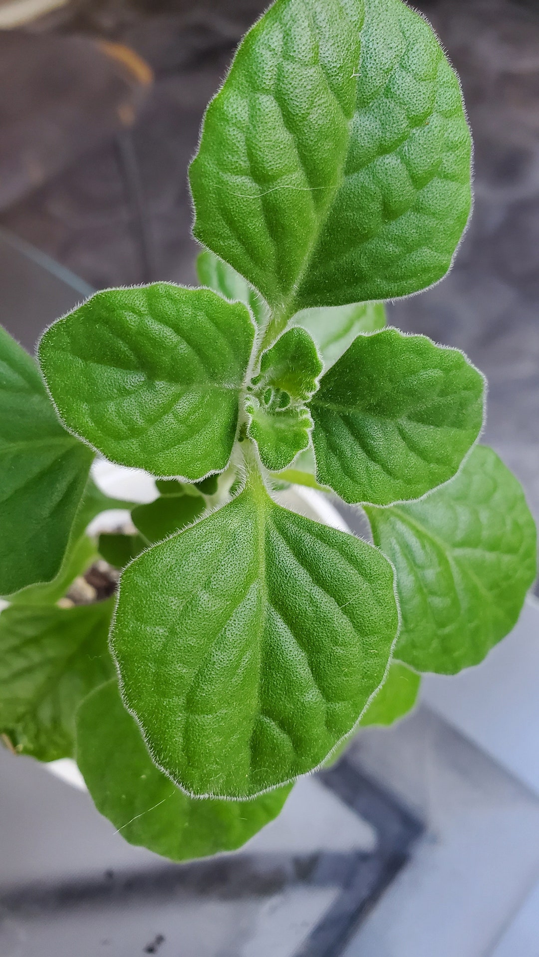 3 Vicks Plant Cuttings / Plectranthus Tomentosa / Succulent Coleus ...