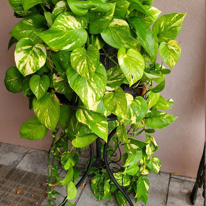 Golden Pothos Plant - Etsy