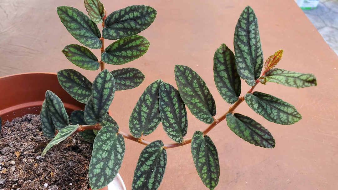 Pellionia Pulchra / Trailing Watermelon Vine, Rainbow Vine, Polynesian ...