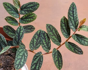 Polynesian Ivy Watermelon Begonia Pellionia Pulchra - Etsy