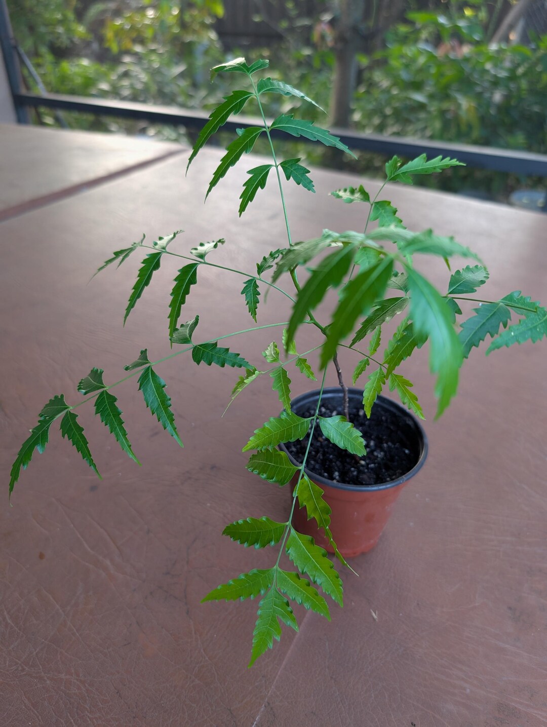 Neem Tree / Azadirachta Indica / Indian Lilac Organic Seedling - Etsy
