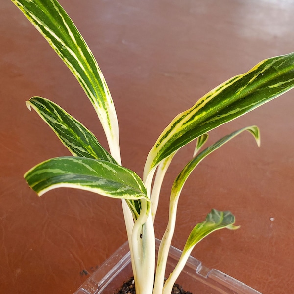 Aglaonema - Etsy