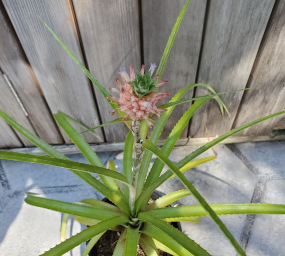 Ornamental Pineapple Bromeliad