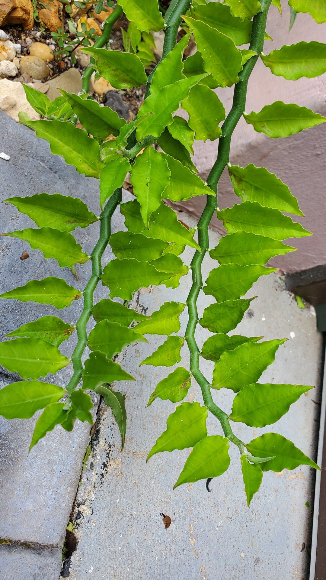 9+1 Zigzag Plant / Devil’s Backbone/pedilanthus Tithymloides ...