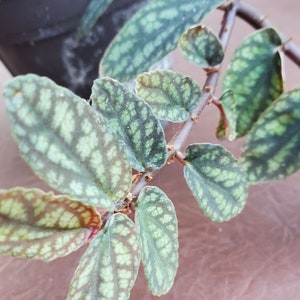 Pellionia Pulchra / Trailing Watermelon Vine, Rainbow Vine, Polynesian ...