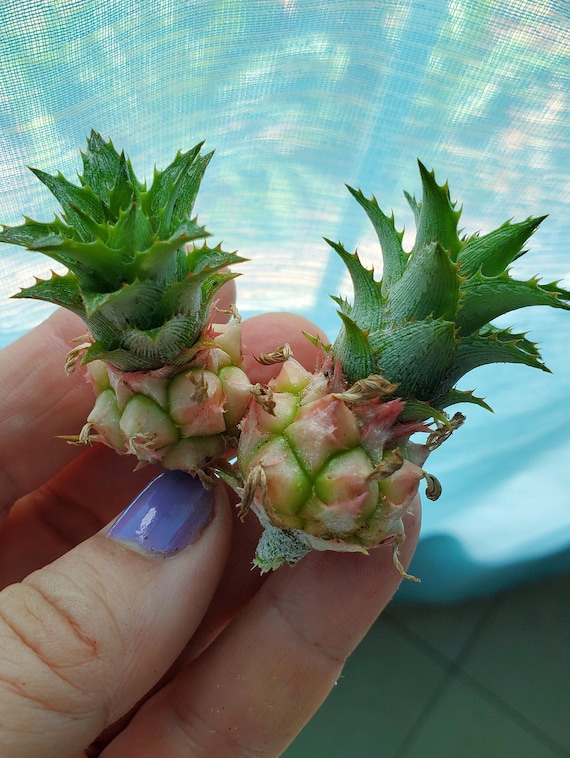 2 Ornamental Pineapples / Ananus Nanus / Ananas Bromeliad / | Etsy