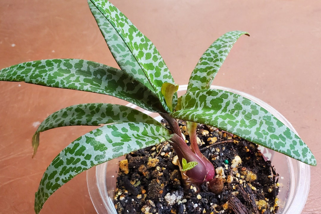 Silver Squill / Ledebouria Socialis / Leopard Lily/ South African ...