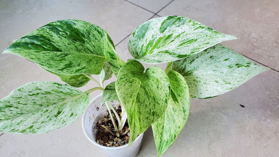 Snow Queen Pothos, Epipremnum Aureum - Etsy