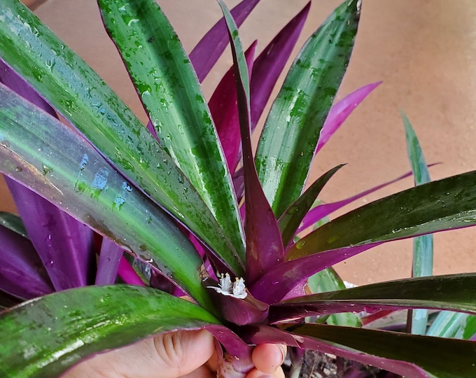 Rhoeo 'sitara's Gold' (tradescantia Spathacea) - Etsy